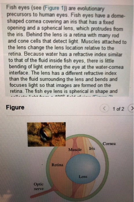(Get Answer) - Question: Fish Eyes (See (Figure 1)) Are Evolutionary ...