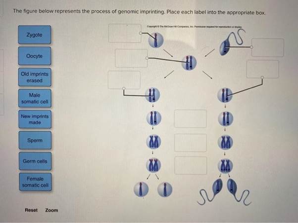 (Solved) - The figure below represents the process of genomic ...