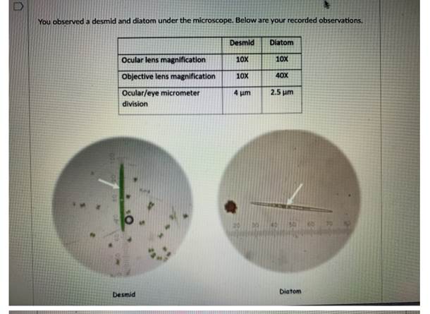 (Get Answer) - You observed a desmid and diatom under the microscope ...