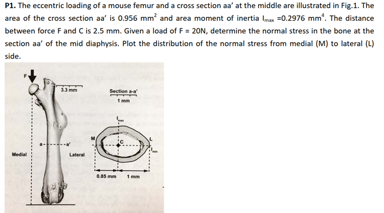 (Solved) - Question: P1. The Eccentric Loading Of A Mouse Femur And A ...