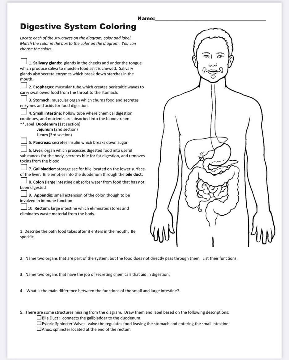 (Get Answer) - Digestive System Coloring. please actual color it do ...