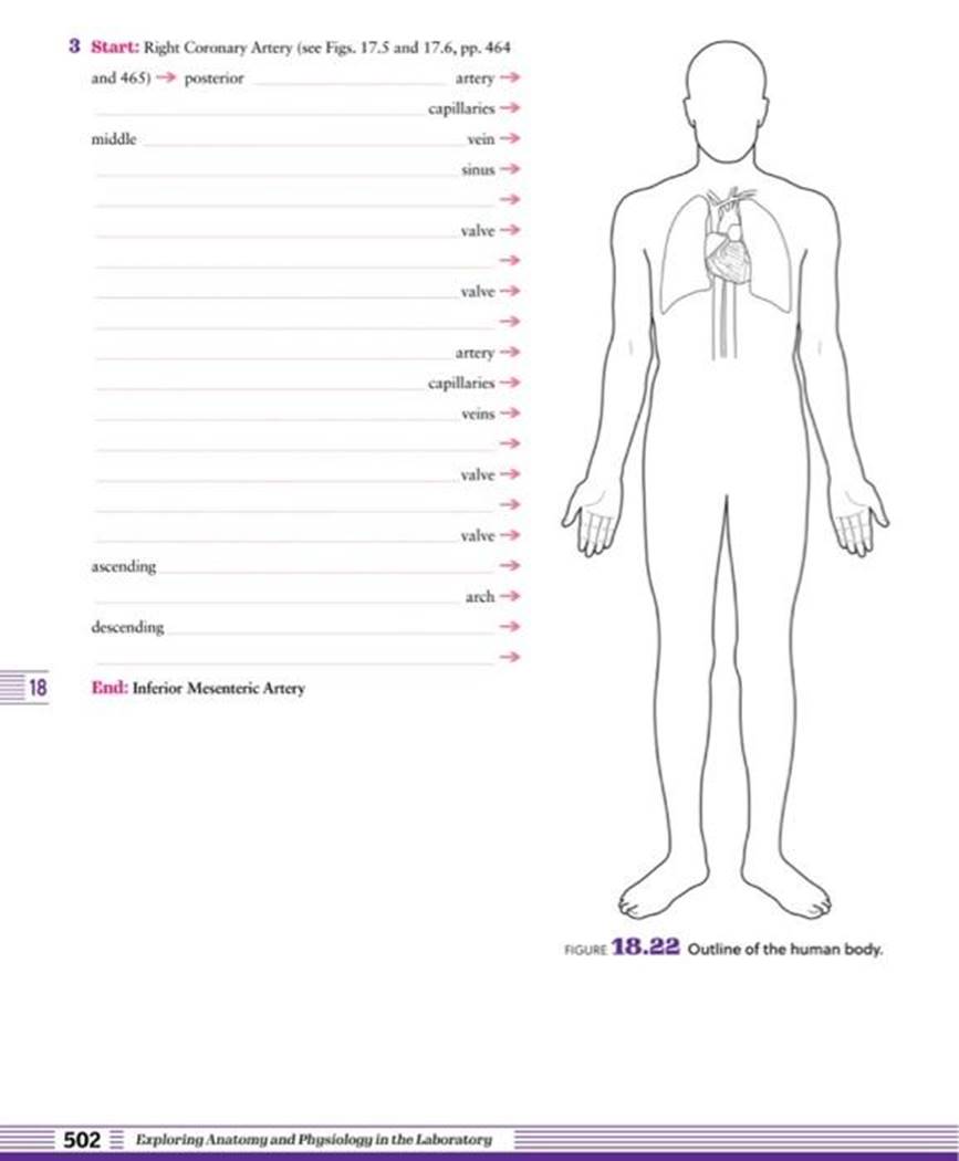 (Solved) - Tracing Blood Flow Patterns Trace the path of blood flow ...