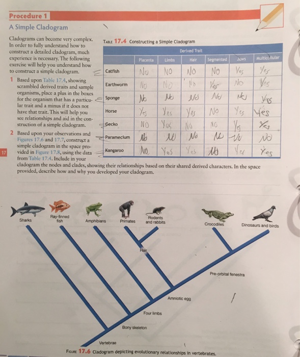  Get Answer Procedure 1 A Simple Cladogram Cladograms Can Become