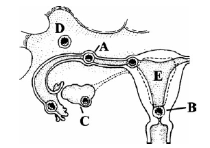 (Solved) - Implantation of the conceptus at which site in the ...