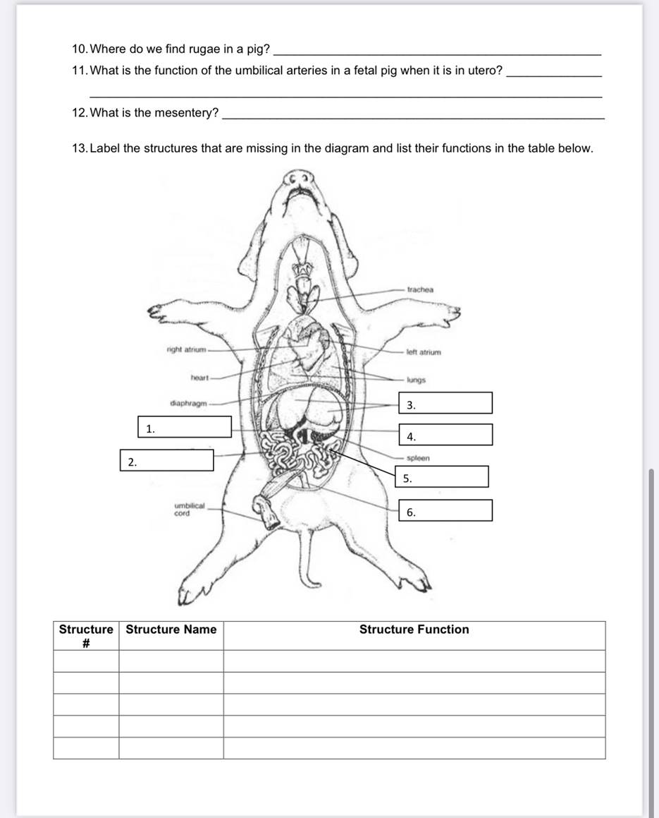 (Get Answer) - Digestive System Coloring. please actual color it do ...