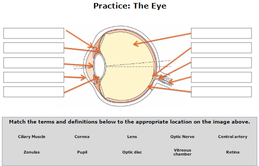  Get Answer Practice The Eye Match The Terms And Definitions Below 