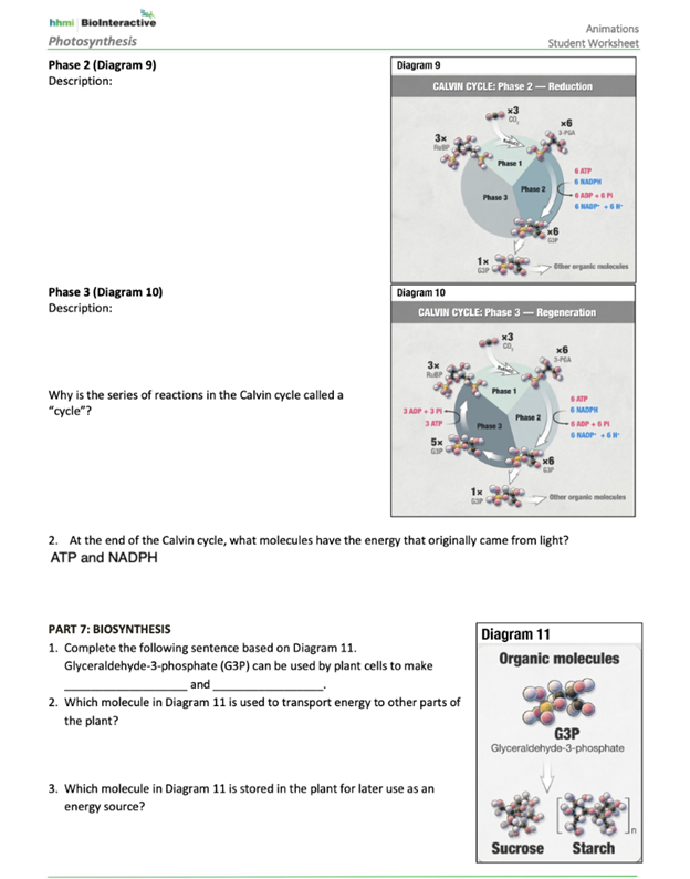 Solved Transcribed Image Text Animations Student Worksheet Hhmi Solved Transcribed Image Text Animations Student Worksheet Hhmi
