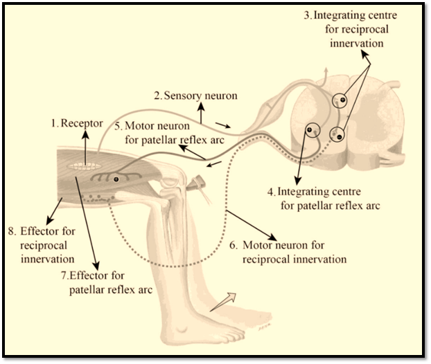 (Solved) - Describe the neural pathway involved in the patellar and ...