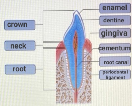 (Solved) - Ex. 38: Best of Homework - Anatomy of the Digestive System ...