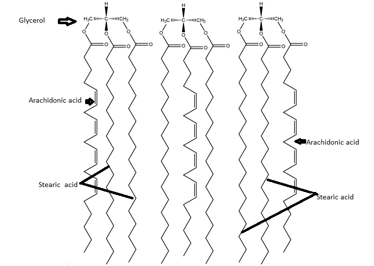 (Solved) - Draw the structures of all the possible triacylglycerols ...