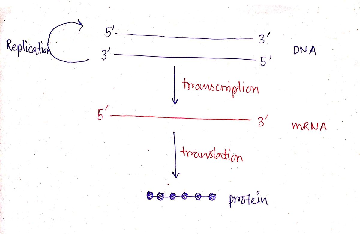 (Solved) - Explain the "central dogma" of DNA-protein synthesis and ...