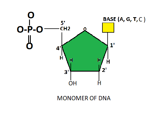 (Solved) - Draw a monomer of DNA, label all parts and the carbon ...