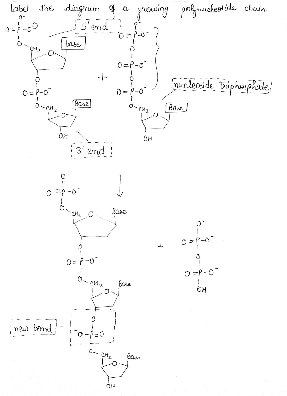 (Solved) - Label the diagram of a growing polynucleotide... (1 Answer ...