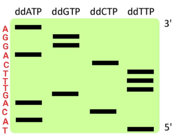(Solved) - A 13-nucleotide section of an autoradiogram from a Sanger ...